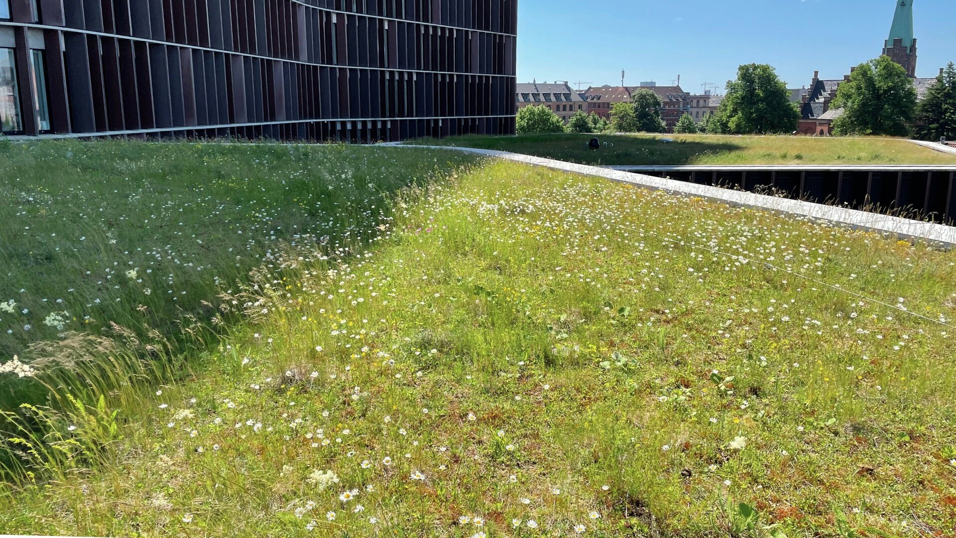 Det grønne tag kan anlægges med danskproduceret sedum - Dagens Byggeri